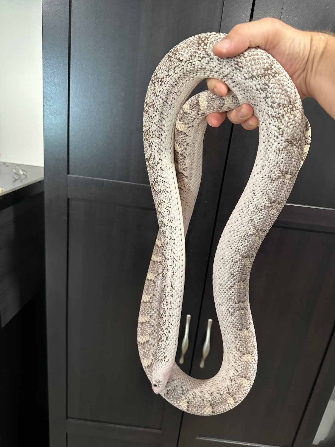 Whiteside Axanthic Het Albino Bullsnake by Daniel's Snakes - MorphMarket