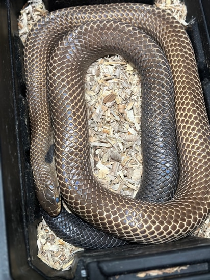 2019 Blacktail Cribo PROVEN Cribo & Indigo Snakes by Daniel's Snakes