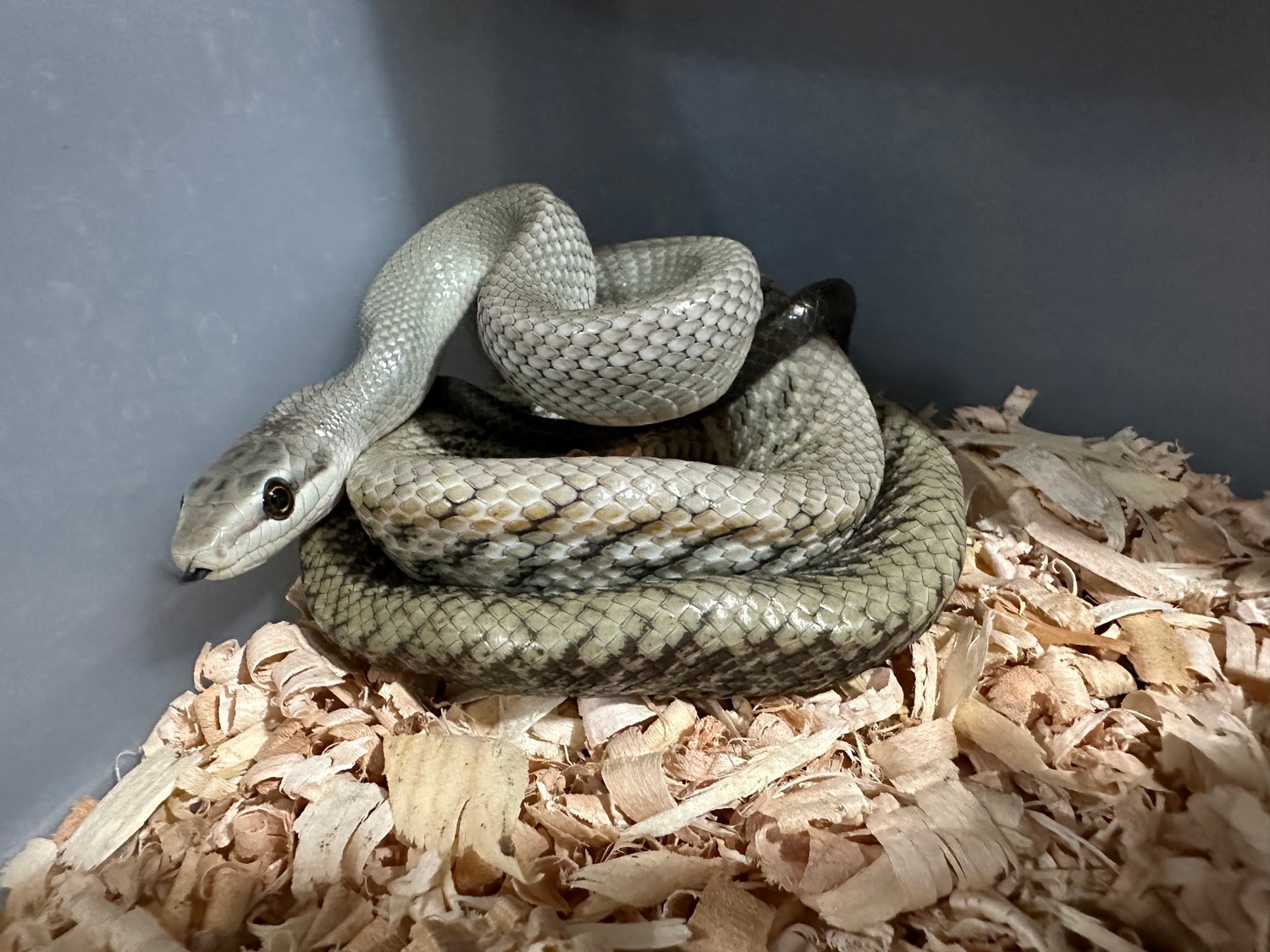 2022 USCBB - Jansen's Ratsnake (Gonyosoma Jansenii) Other Rat Snake by ...