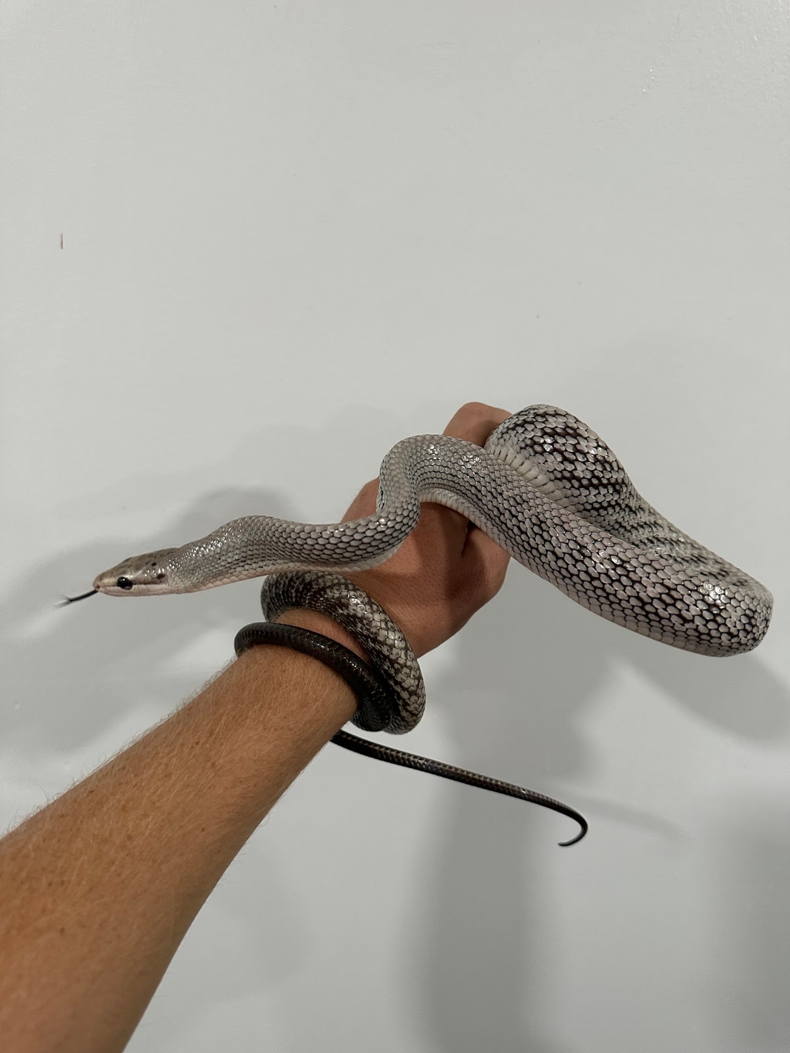 Captive Bred - Jansen's Ratsnake (Gonyosoma Jansenii) Other Rat Snake ...