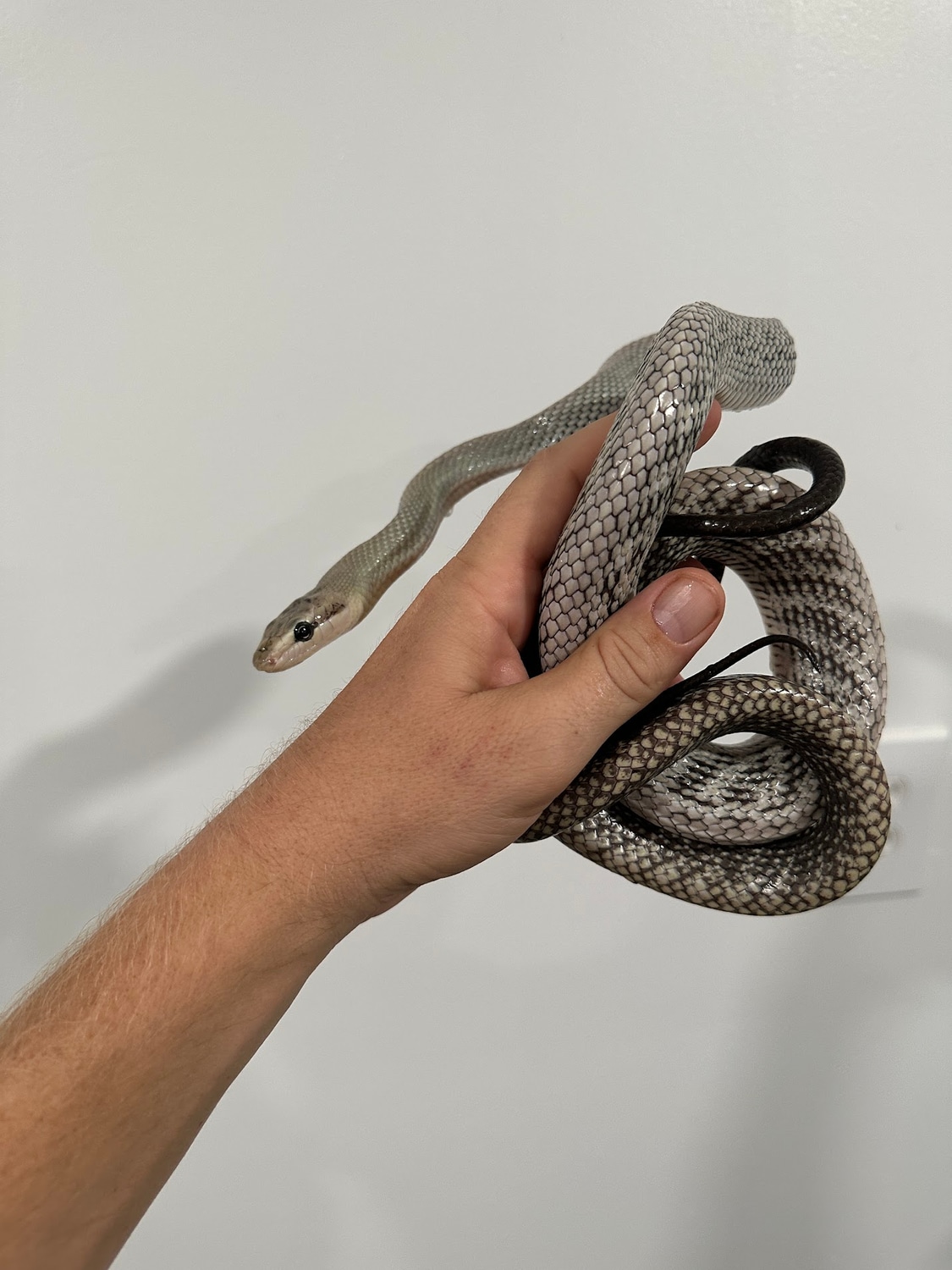 Captive Bred - Jansen's Ratsnake (Gonyosoma Jansenii) Other Rat Snake ...
