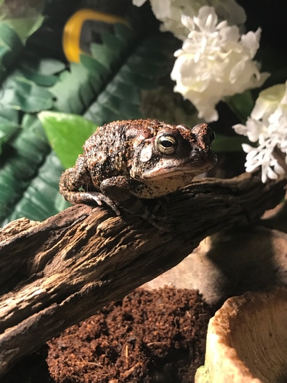 Toad by Iris Scales Reptiles