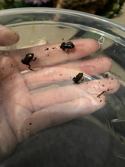 American Toadlets by Iris Scales Reptiles