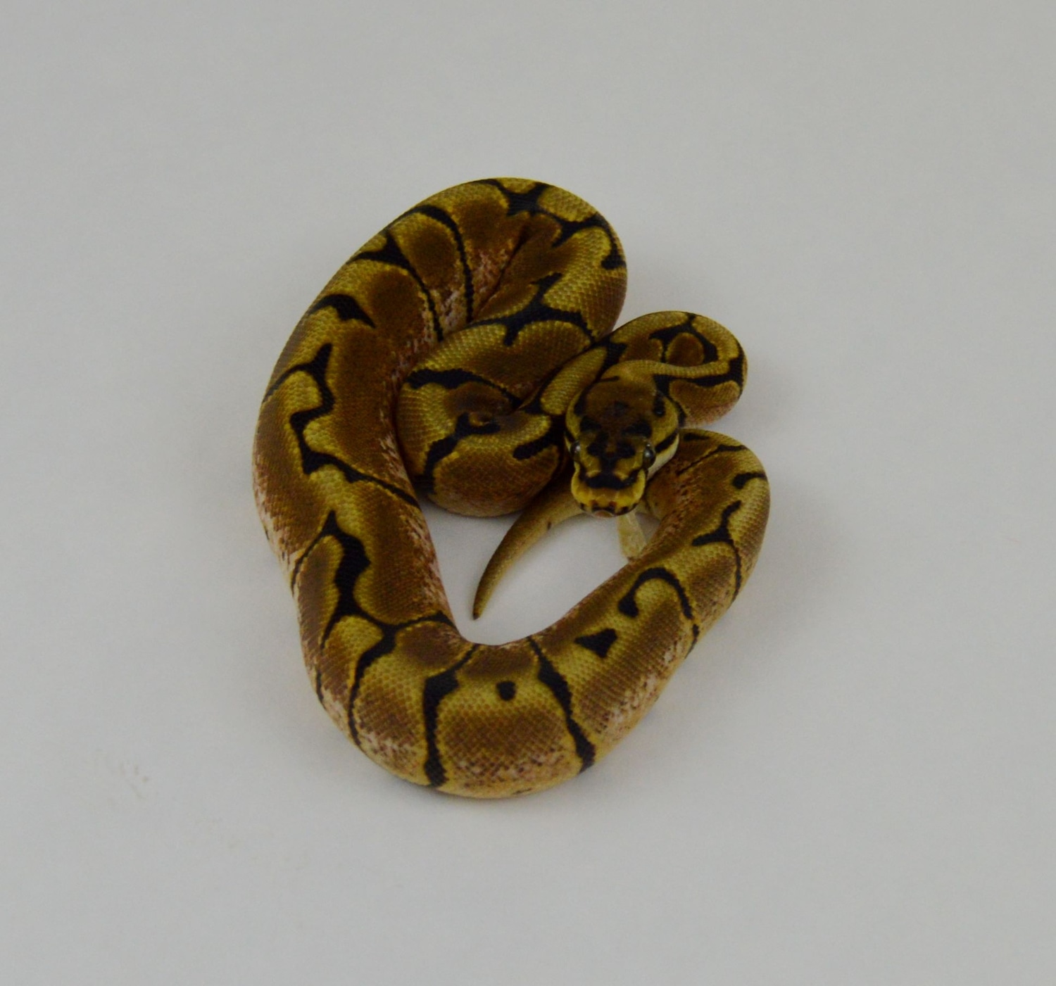 Spider Het Pied Ball Python by Grand Slam Exotics - MorphMarket