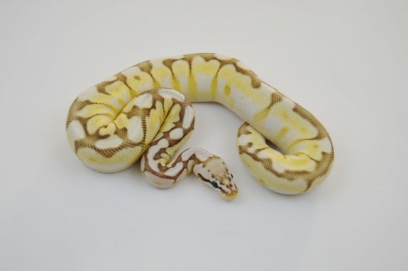 Lesser Pastel Spider Ball Python by Grand Slam Exotics - MorphMarket