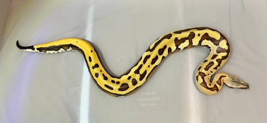 Golden Eye Blood Python by Enjoy Reptiles