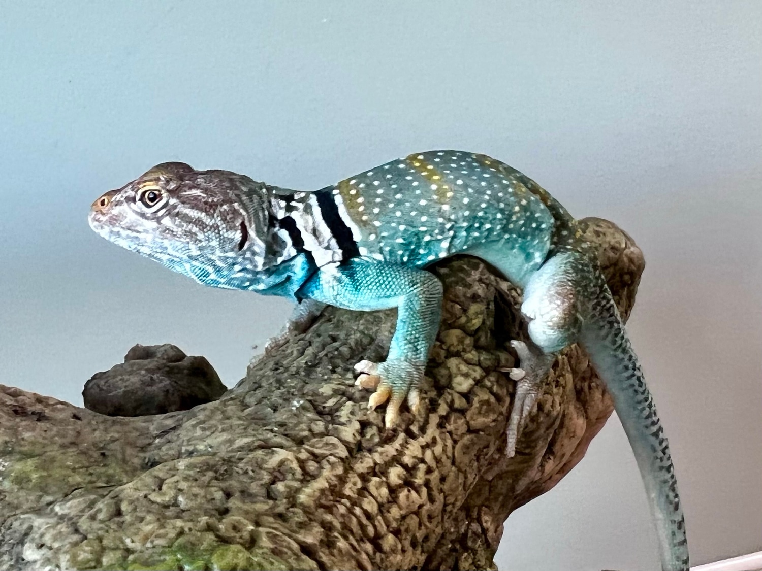 Eastern Collared Lizard by Scorched Dragons - MorphMarket