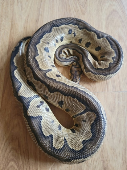 Leopard Clown Ball Python by Scorpion Depot