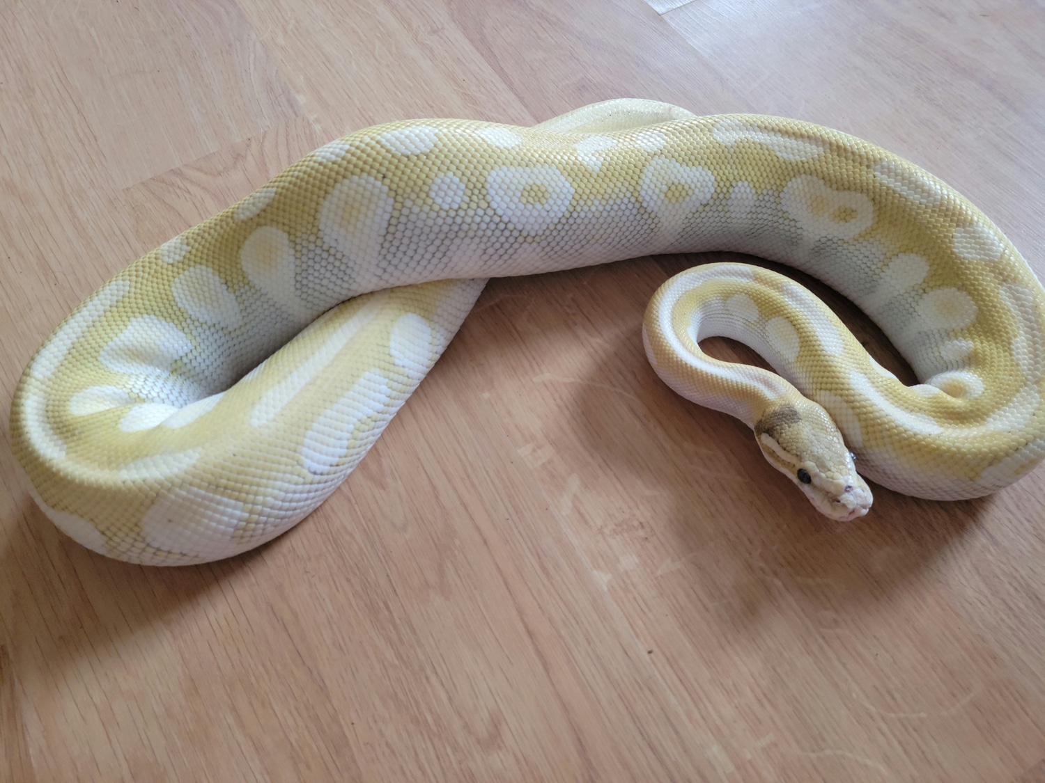 Crystal Paradox Ball Python by Scorpion Depot - MorphMarket