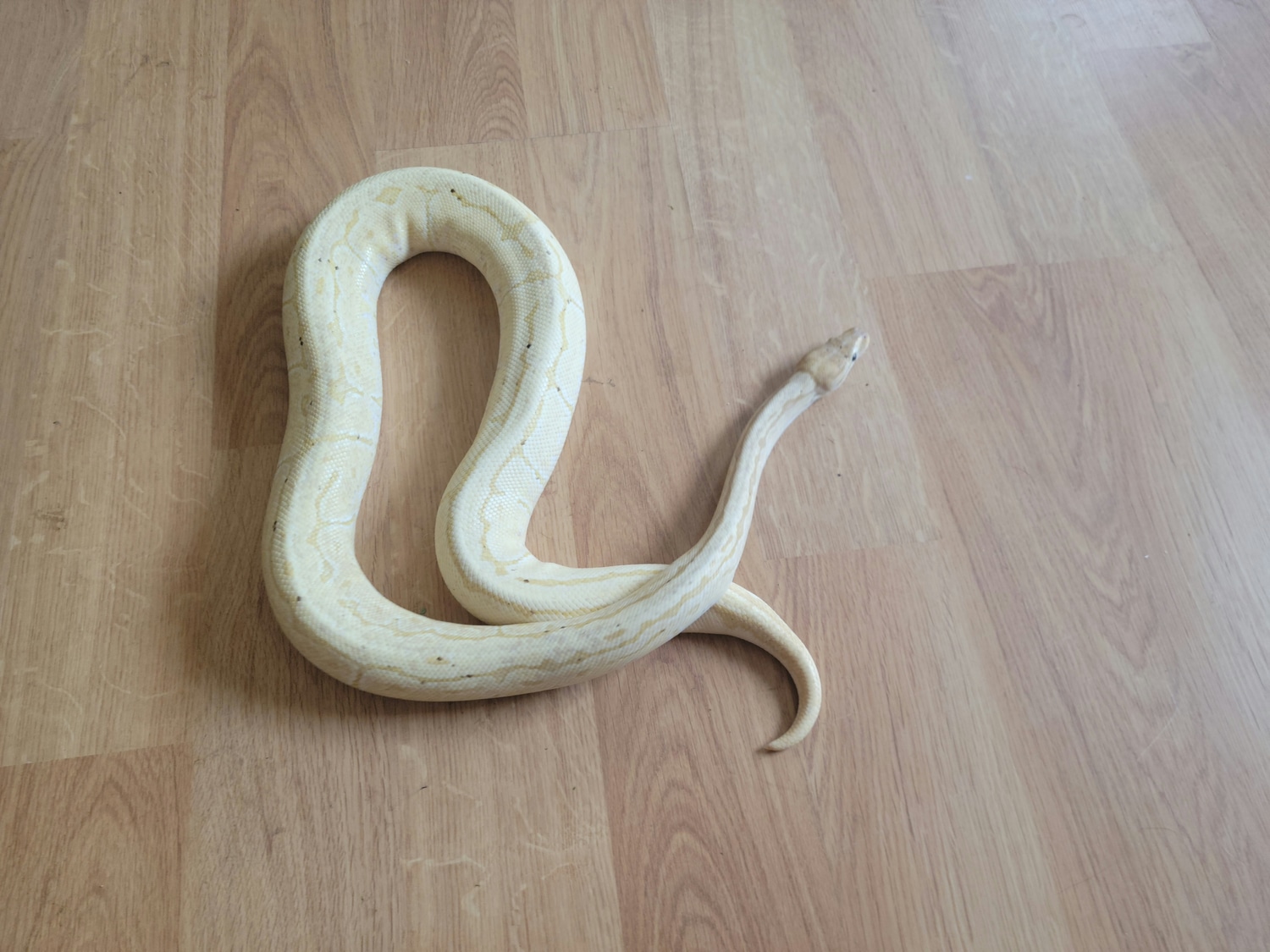 Banana Pinstripe Ball Python by Scorpion Depot - MorphMarket