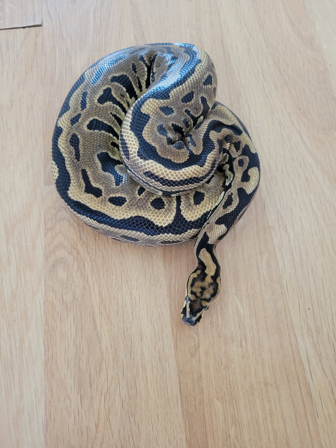 Leopard Spotnose Ball Python by Scorpion Depot - MorphMarket