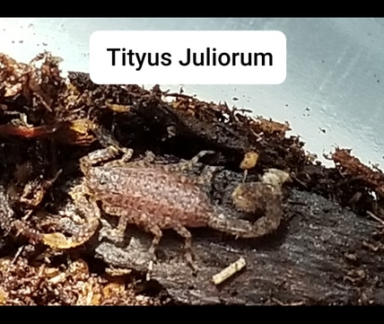 2i,3i, Tityus Smithii Scorpion by Scorpiosscorpions - MorphMarket