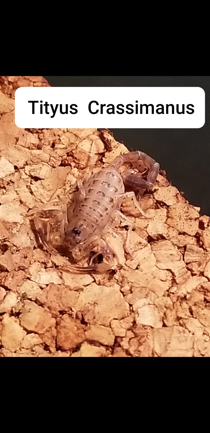 2i, 3i Tityus Crassimanus Group Of 10pcs Scorpion by Scorpiosscorpions ...