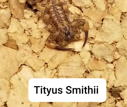2i, 3i, Tityus Crassimanus Scorpion by Scorpiosscorpions - MorphMarket