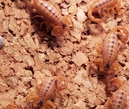 Tityus Smithii Subadult To Adult Scorpion by Scorpiosscorpions ...