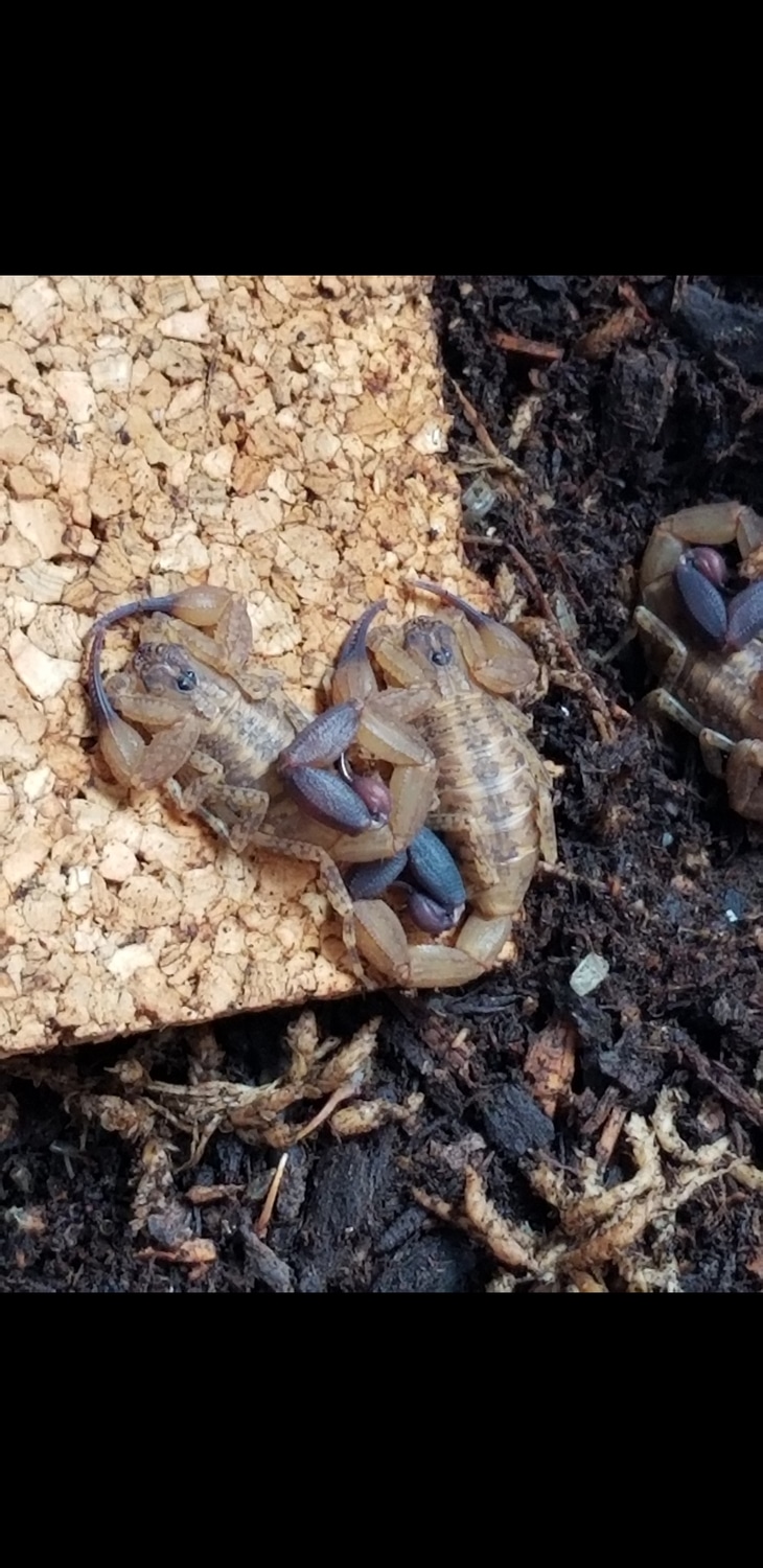 Tityus Smithii Subadult To Adult Scorpion by Scorpiosscorpions ...