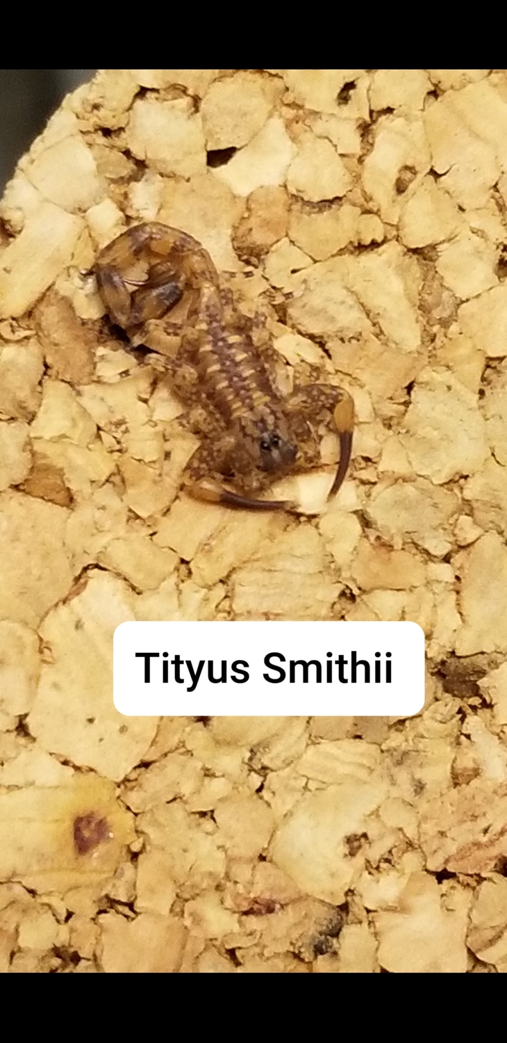 Tityus Crassimanus 5pc And Tityus Smithii 5pc Scorpion by ...