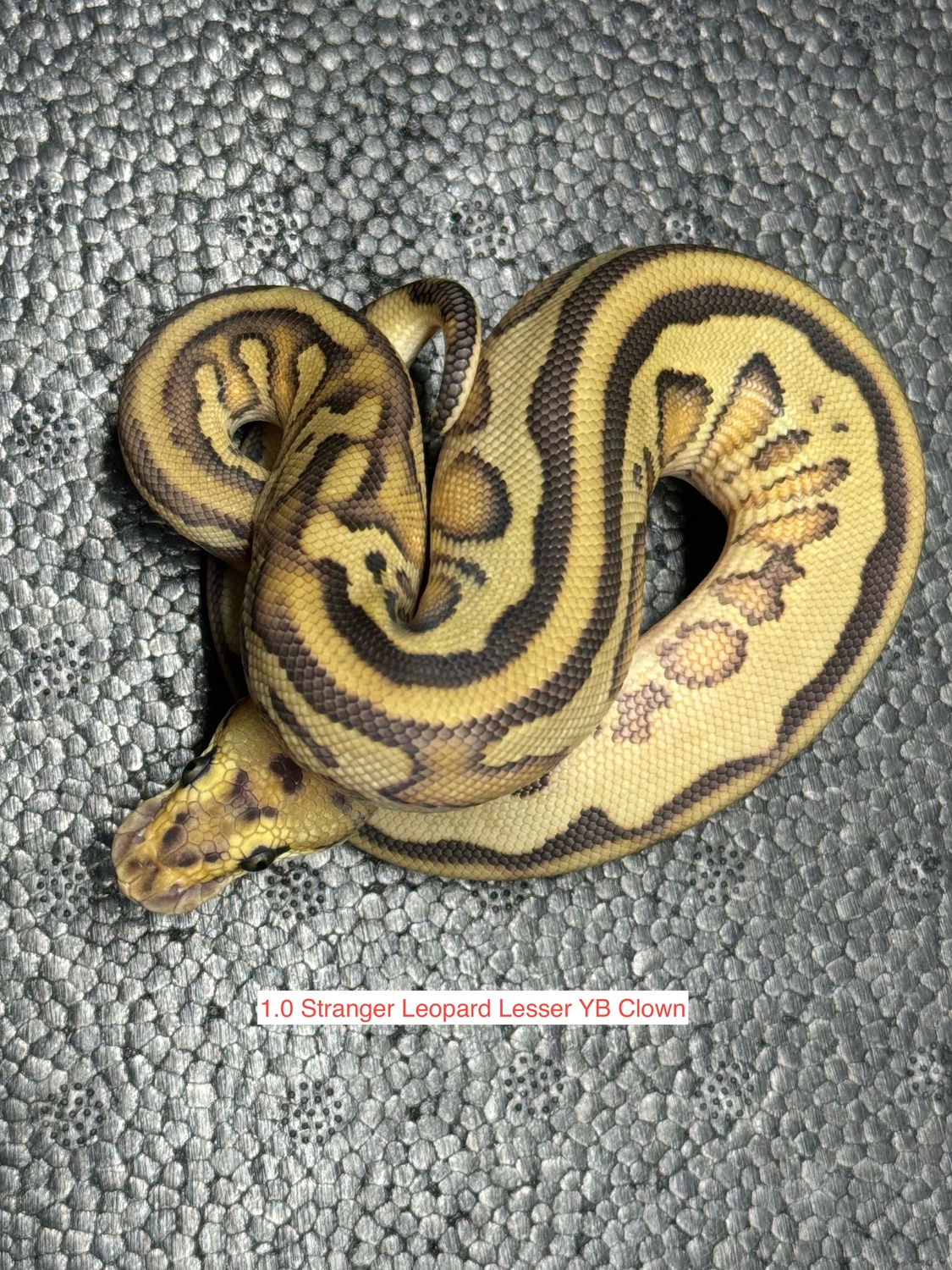 Scosa's Pythons's Collection - MorphMarket