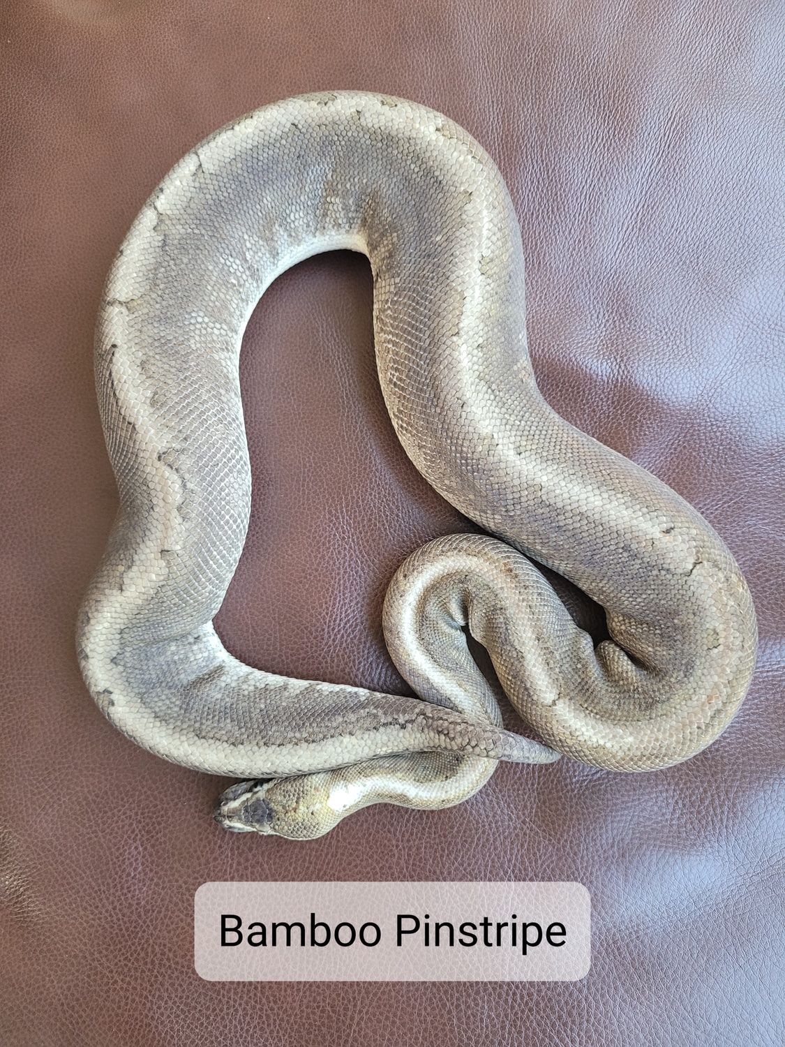 Bamboo Pinstripe Ball Python by Scotts Royals - MorphMarket
