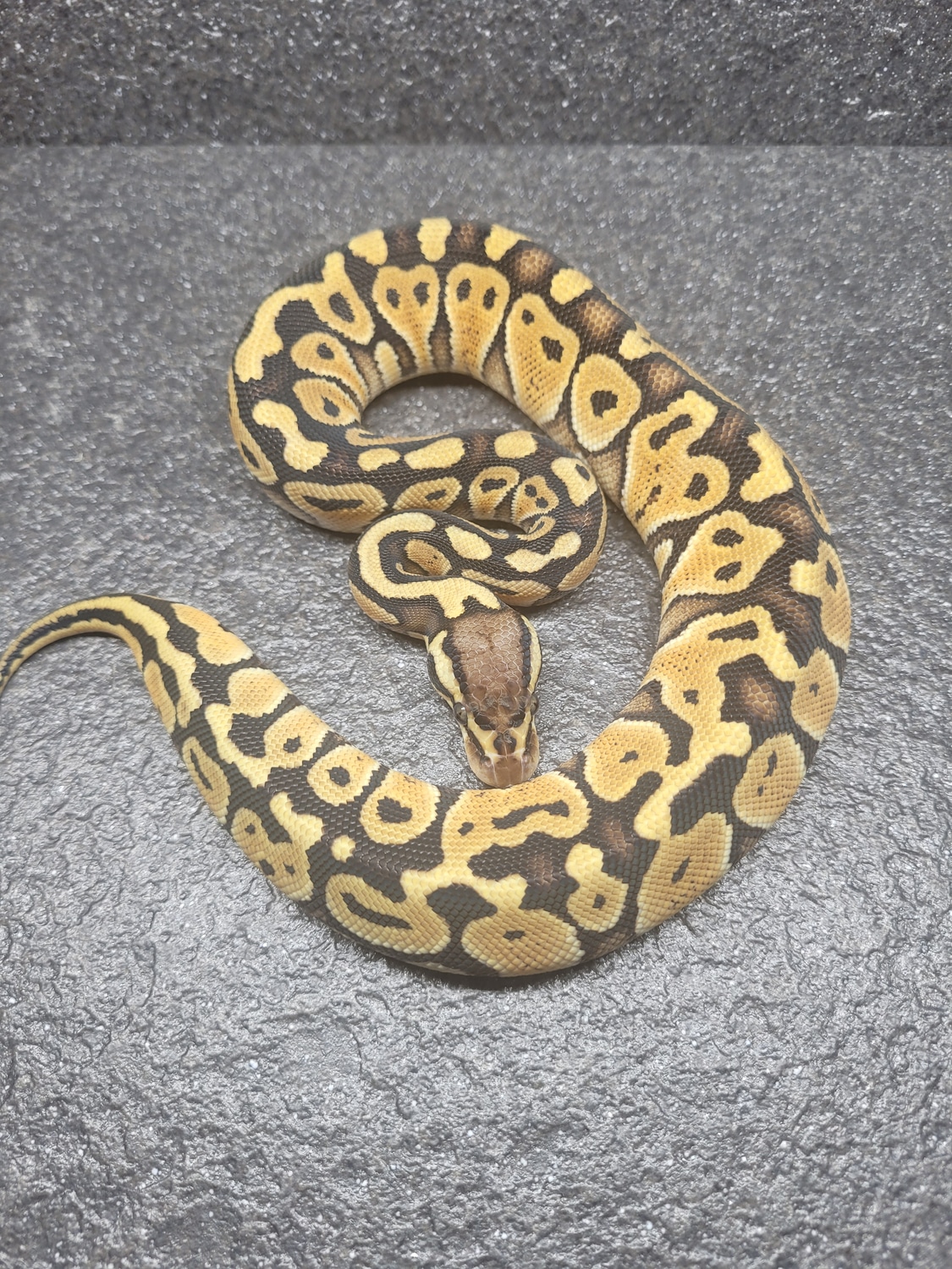 Redstripe Phantom Het Clown Ball Python by Scotts Royals - MorphMarket