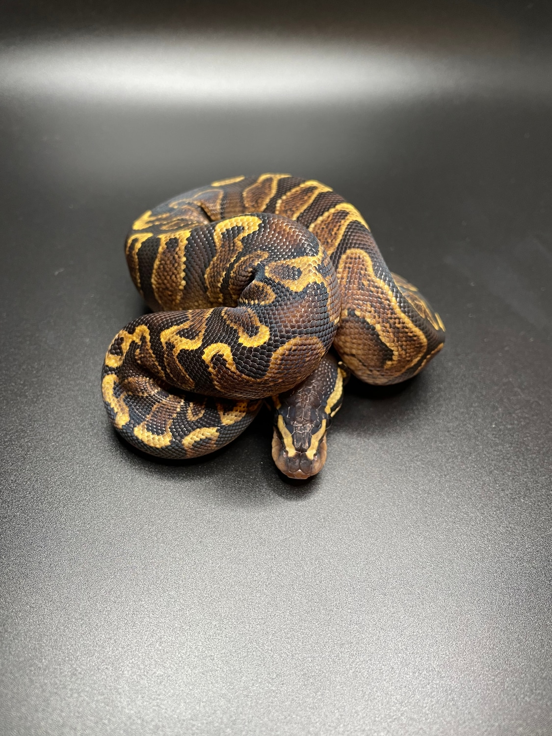 GHI Yellow Belly 100% Het Lavender Albino Ball Python by Anchored ...