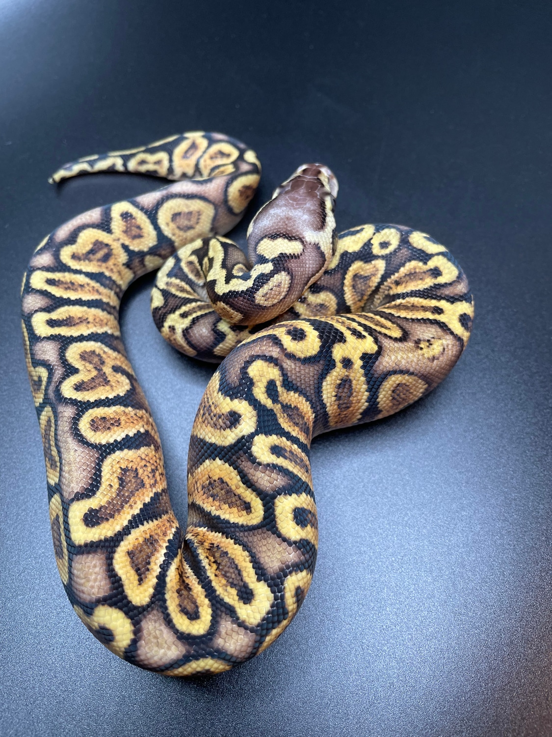 Pastel Yellow Belly GHI 100% Het Lavender Albino Ball Python by ...