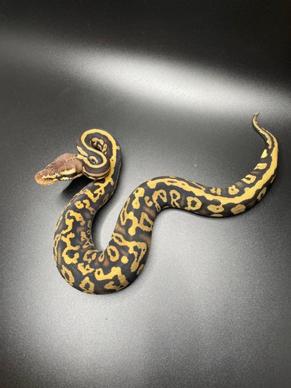 Pastel Yellowbelly Confusion Het Axanthic (VPI) Ball Python by Anchored ...