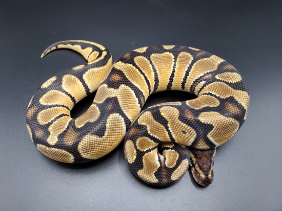 Orange Dream NR Mandarin Ball Python by Wholly Ballz