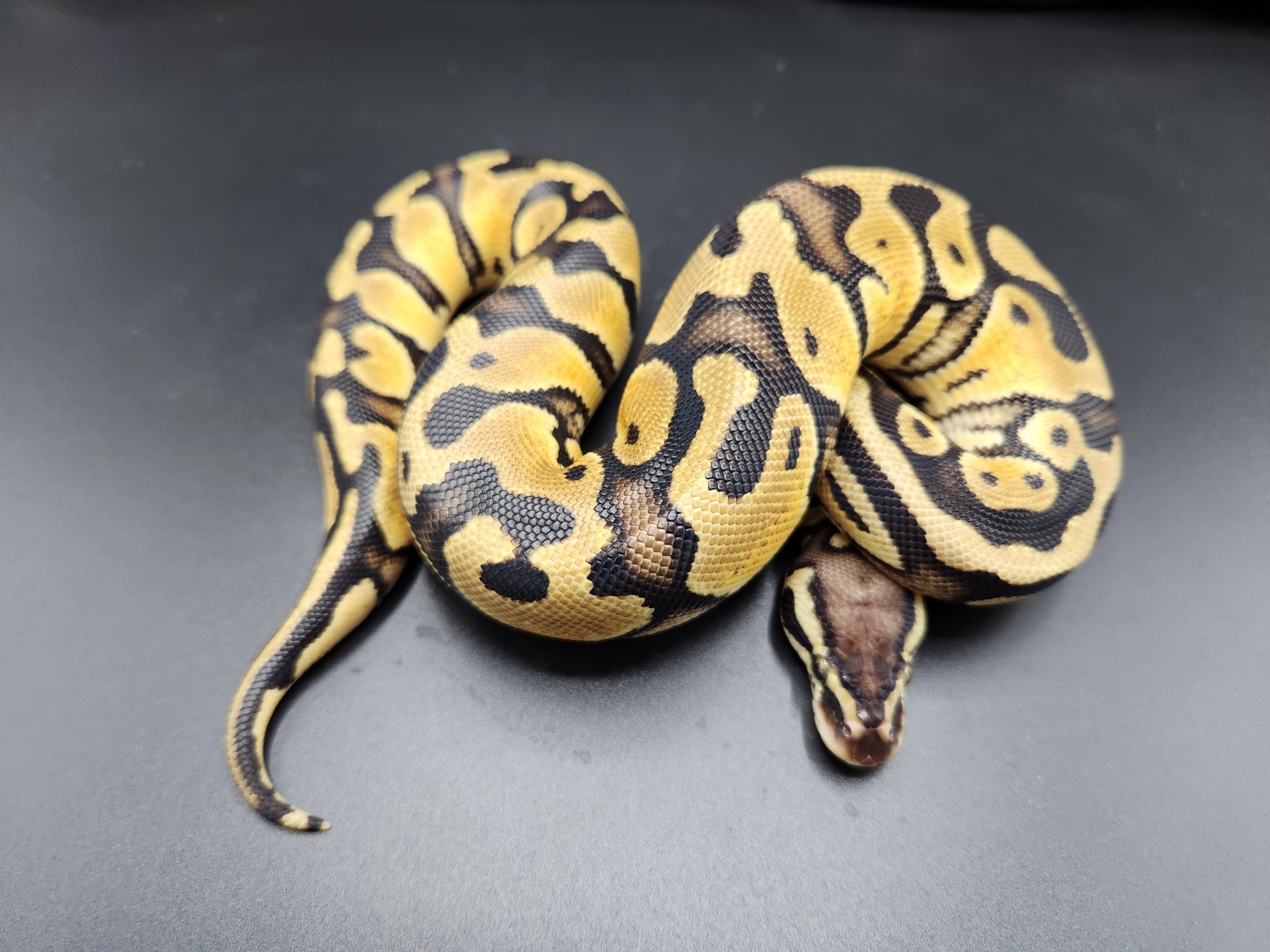 Pastel NR Mandarin 100% Het Pied Ball Python by Wholly Ballz - MorphMarket