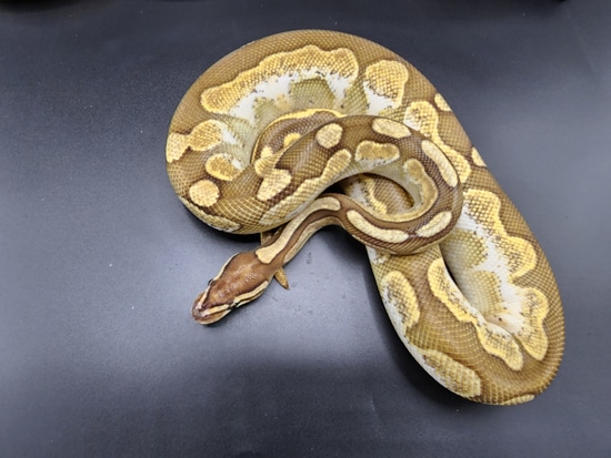 Pastel Butter Calico Fusion Ball Python by Wholly Ballz