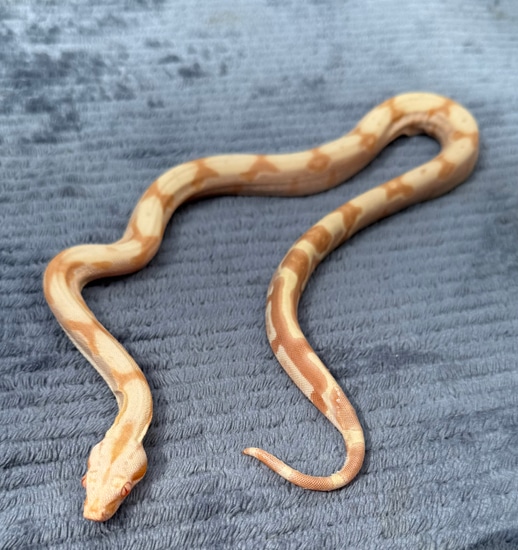 2024 Red/Purple Line Sunglow (Sharp) Boa Constrictor by UpScale Boa's