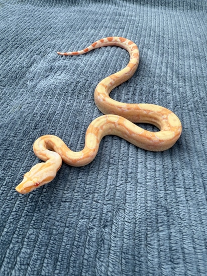 2024 Red/Purple Line Albino (Sharp) Boa Constrictor by UpScale Boa's