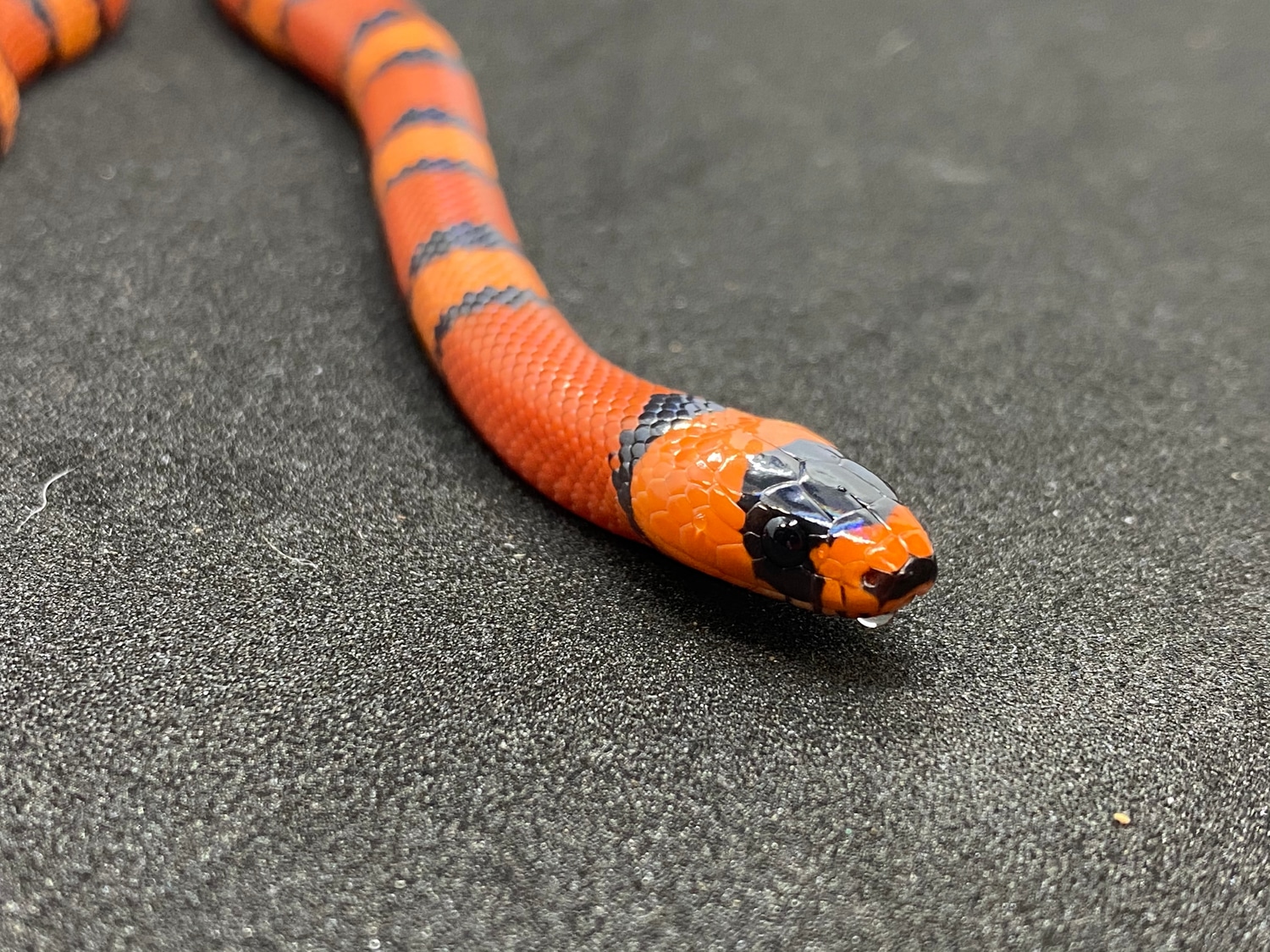 Triple Het For Pearl Honduran Milk Snake by Steel City Mutations ...