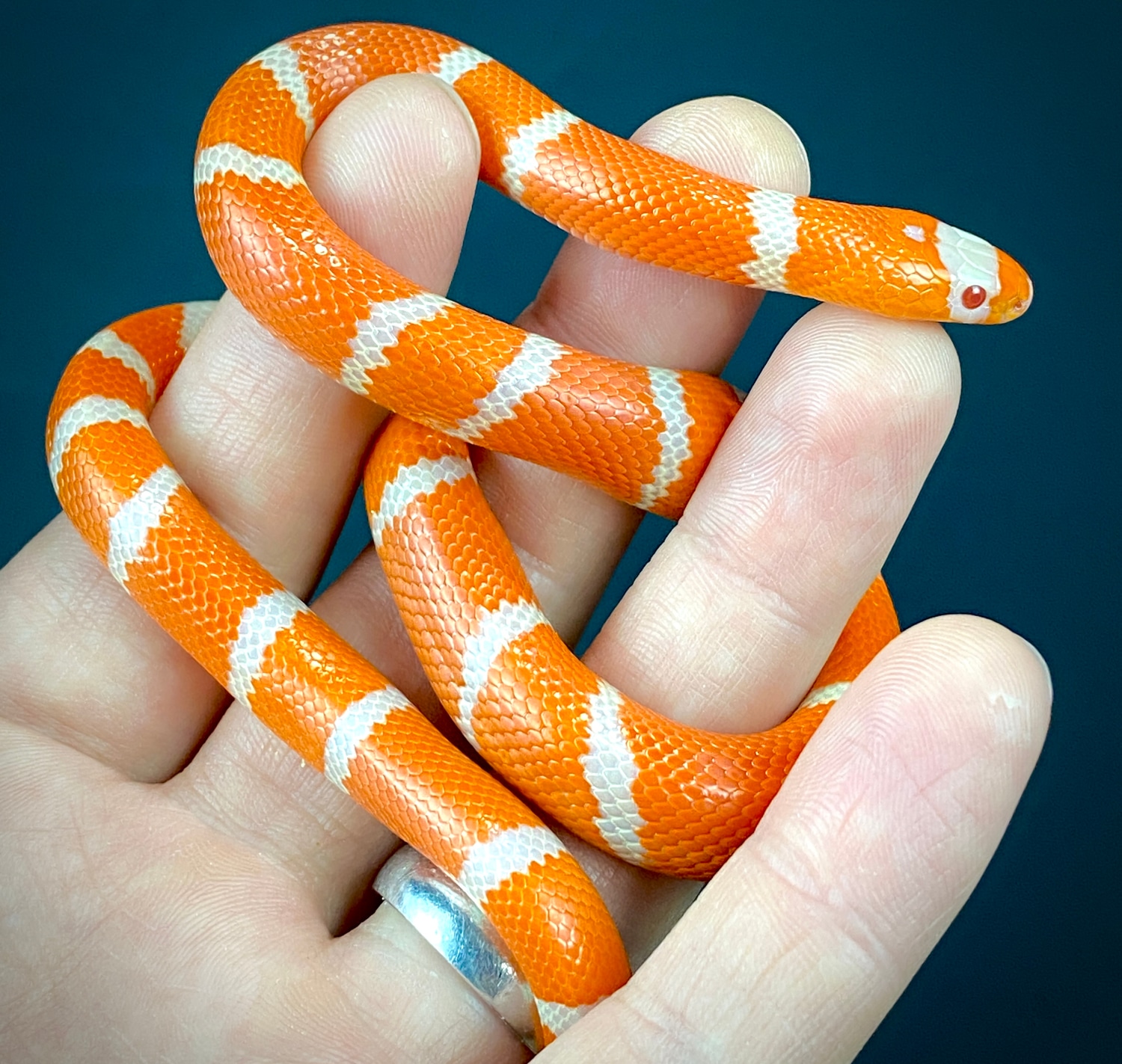 Reversed Bicolor Albino Honduran Milk Snake by Steel City Mutations ...