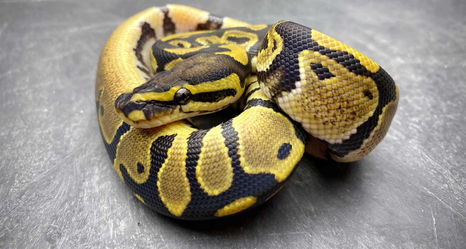 Triple Het VPI Axanthic Clown Piebald Ball Python by Steel City ...