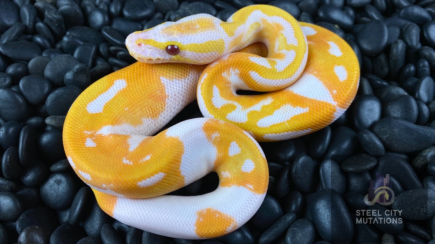 Dreamsicle Ball Python by Steel City Mutations - MorphMarket