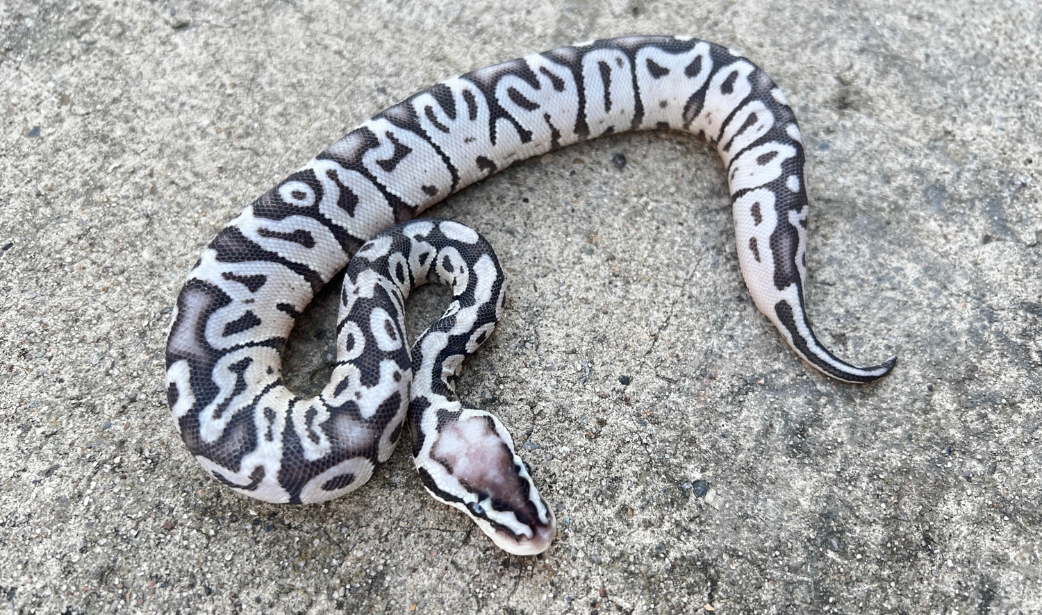 2021 Killer Spotnose VPI Axanthic Het Clown Ball Python by Steel City ...