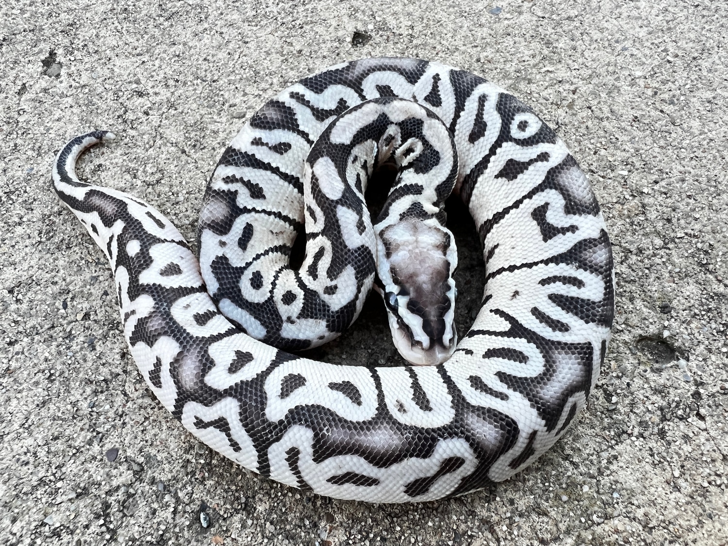 2021 Killer Spotnose VPI Axanthic Het Clown Ball Python by Steel City ...