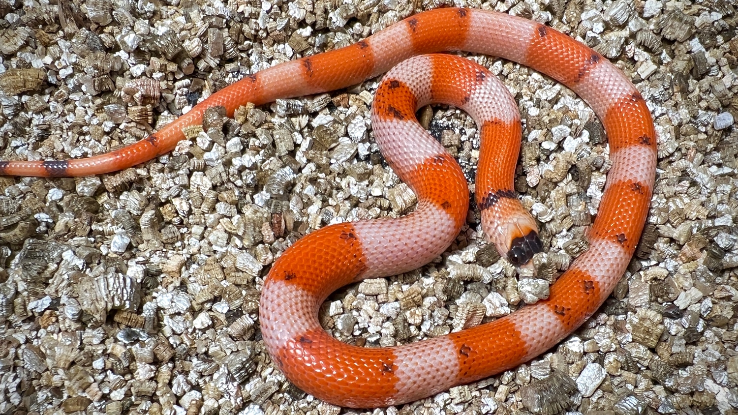 2021 VP Tri-Color Hypo Het Anery (Aberrant Line) Honduran Milk Snake by ...