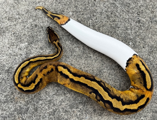 2021 Piebald Het Lavender Albino Ball Python by Steel City Mutations