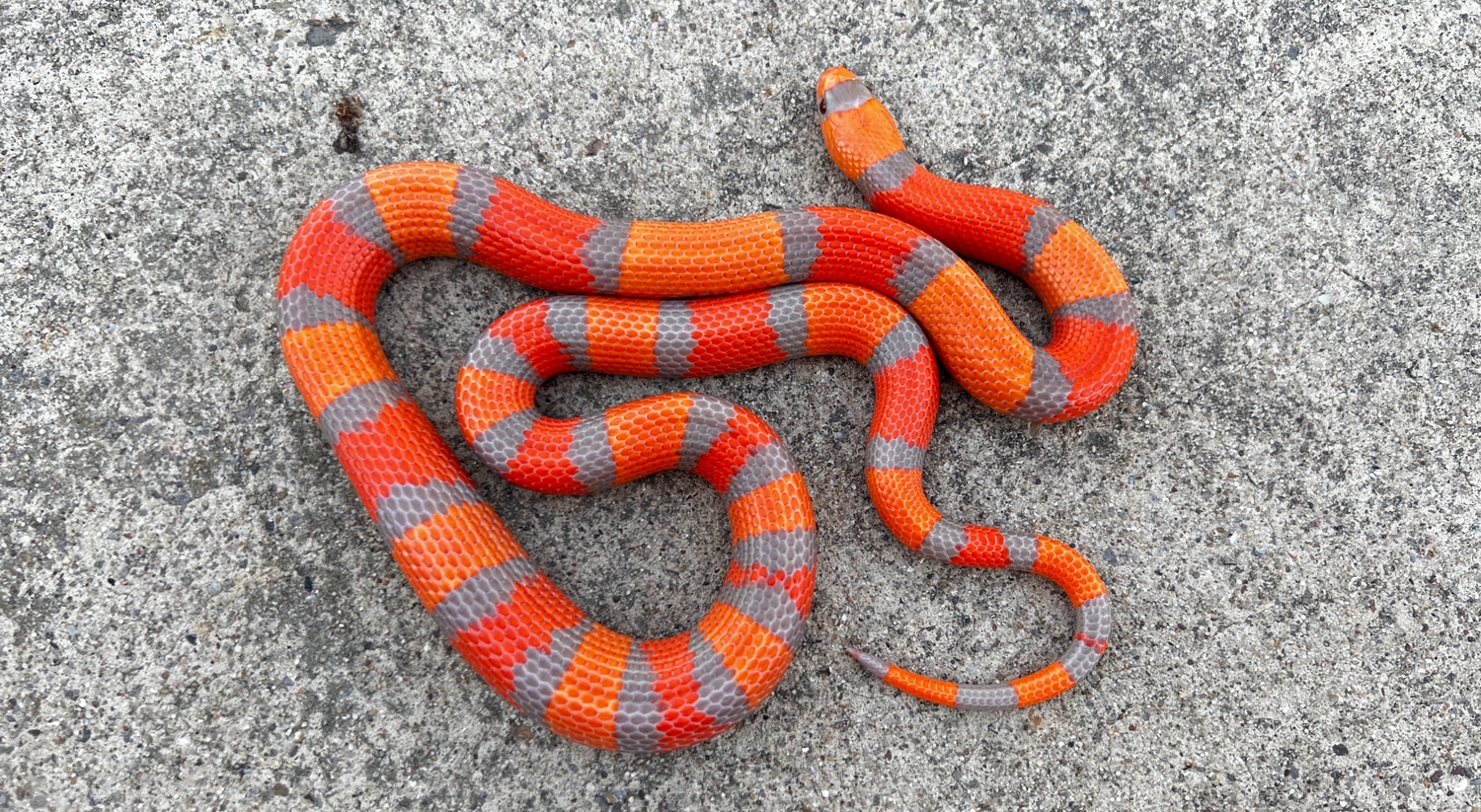 Extreme Hypo Het Anery Aberrant Line (Free Shipping) Honduran Milk ...