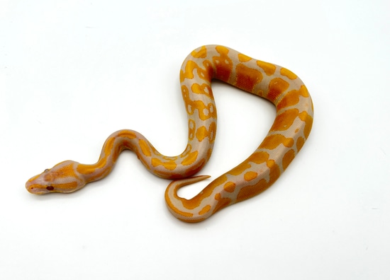 Lavender Albino Het Piebald Ball Python by Steel City Mutations