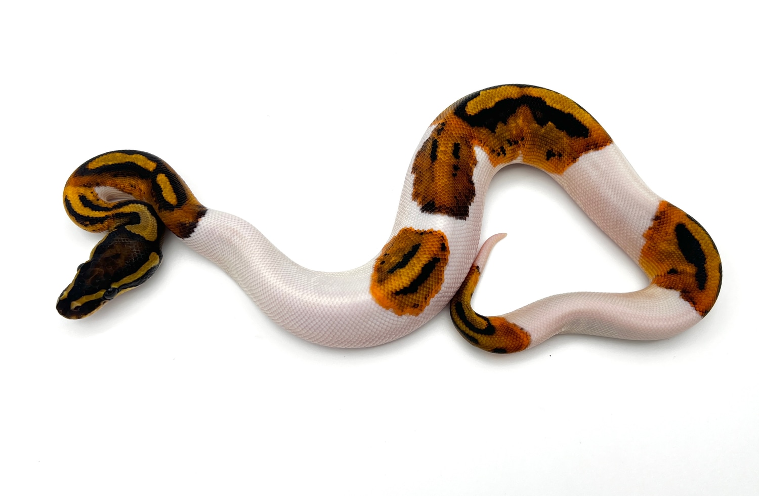 Piebald 100% Het Lavender Albino Ball Python by Steel City Mutations ...
