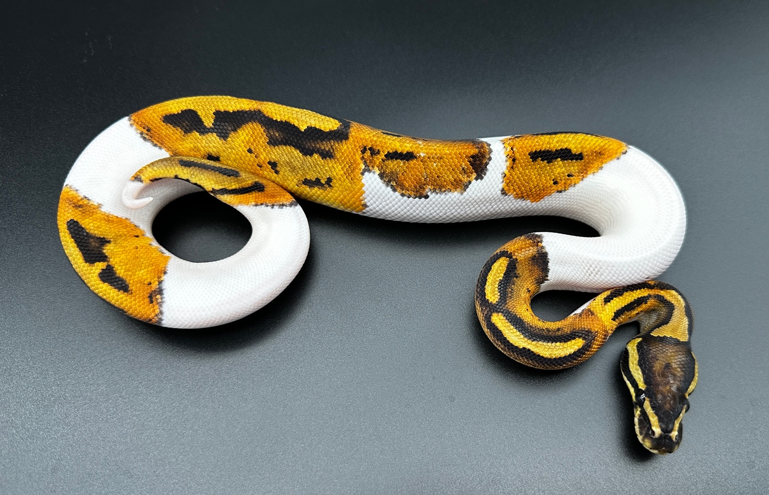 Piebald Het Lavender Albino Ball Python by Steel City Mutations ...