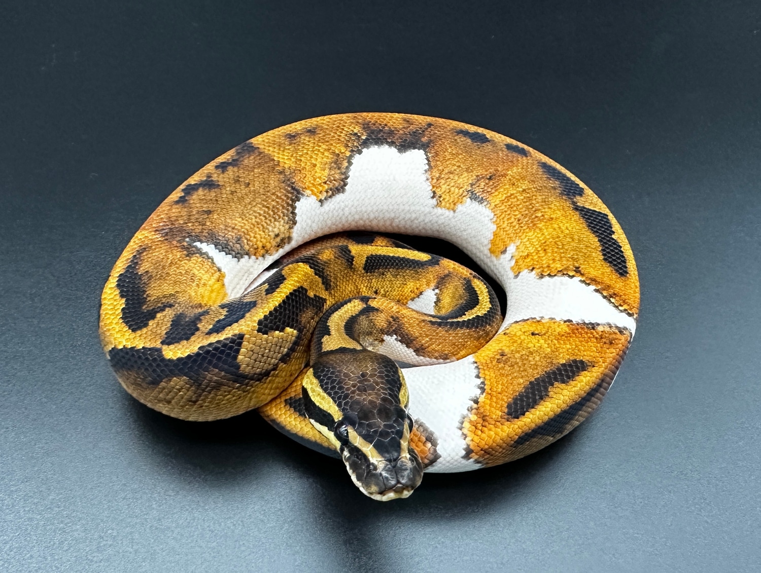 Piebald Het Lavender Albino Ball Python by Steel City Mutations ...