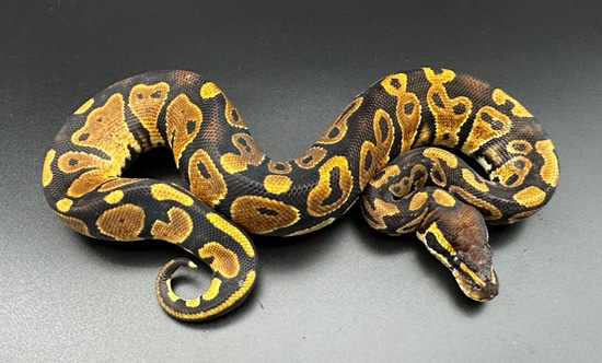 Yellowbelly Dbl Het Piebald Lavender Albino Ball Python by Steel City ...