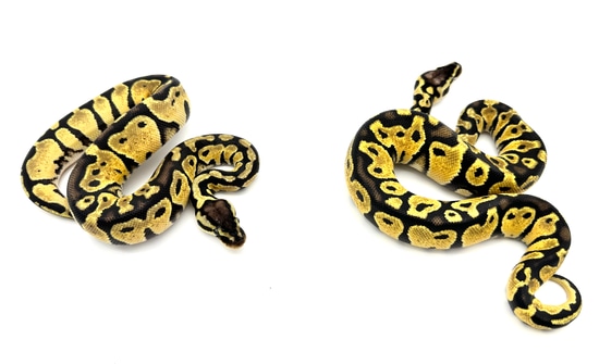 Pastel 66% Het VPI Axanthic Piebald Clown Ball Python by Steel City ...