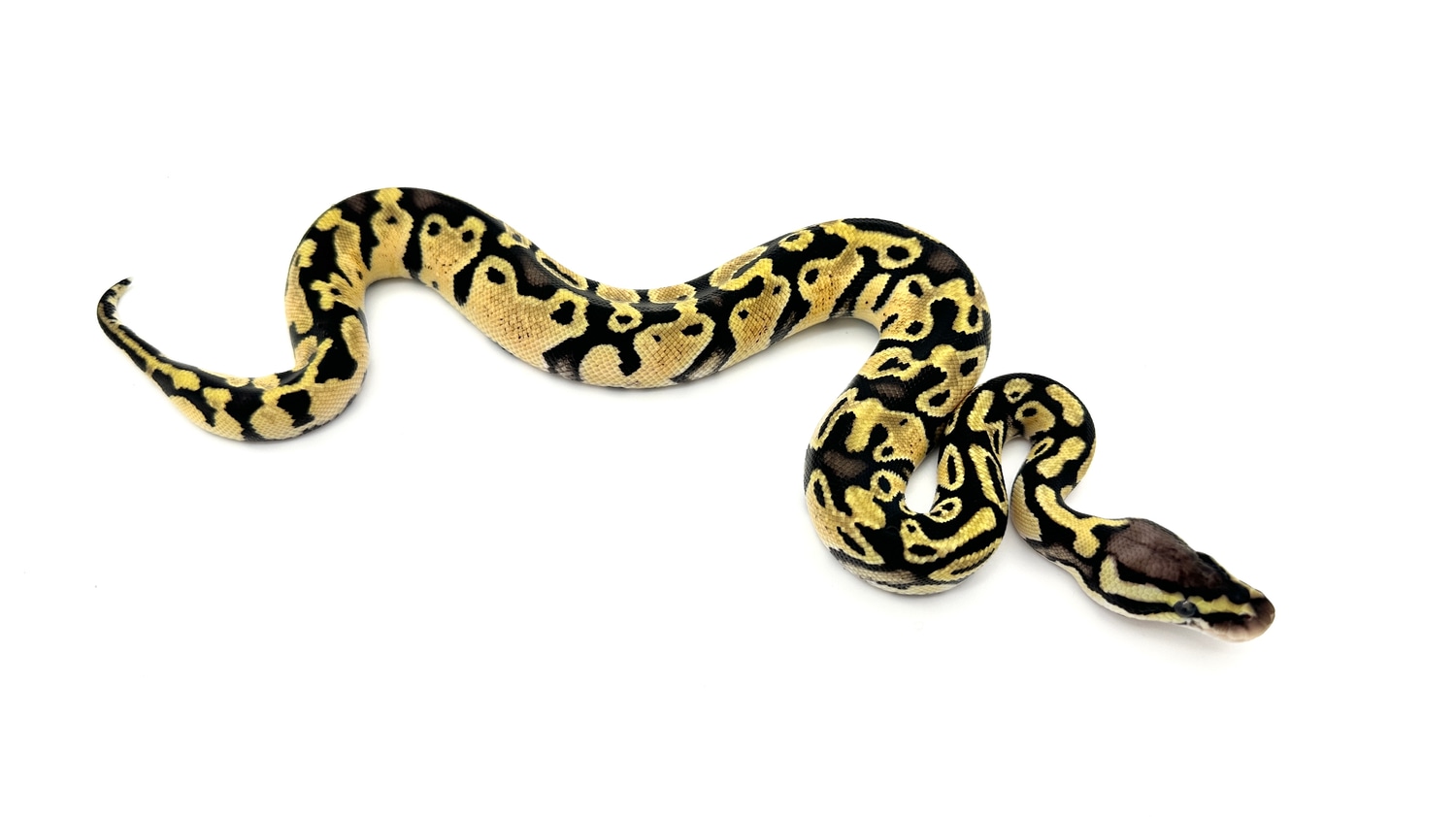 Pastel 66% Het VPI Axanthic Clown And 50% Het Piebald Ball Python by ...