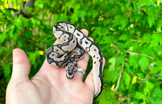VPI Axanthic Clown Ball Python by Steel City Mutations