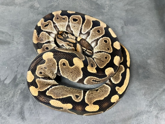 Double Het VPI Axanthic Clown Ball Python by Steel City Mutations